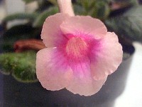 Dave's Violets and Other Gesneriads, Home of Ozark Sinningias